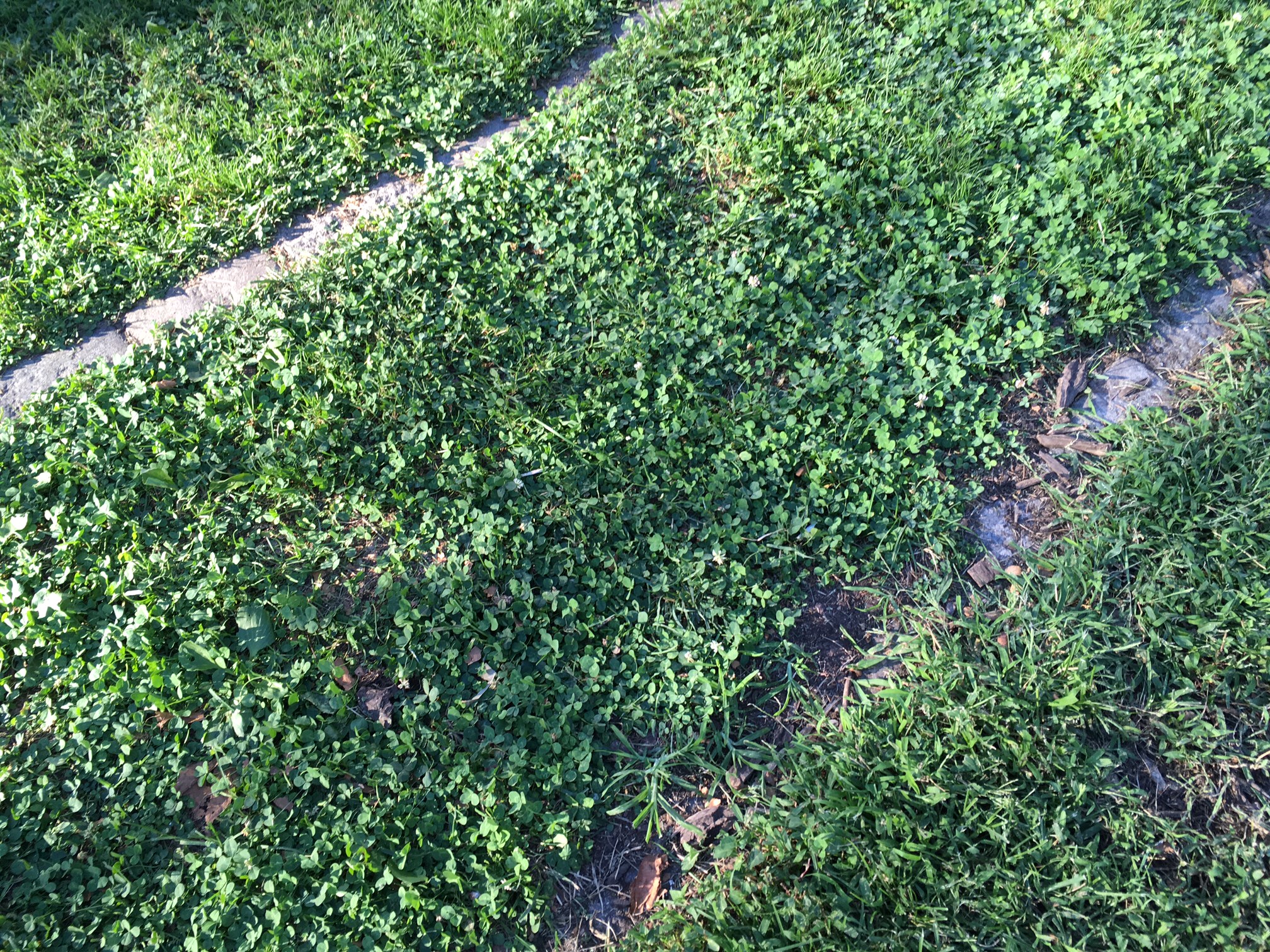 Discover a Labyrinth in NYC – Slow Nature Fast City