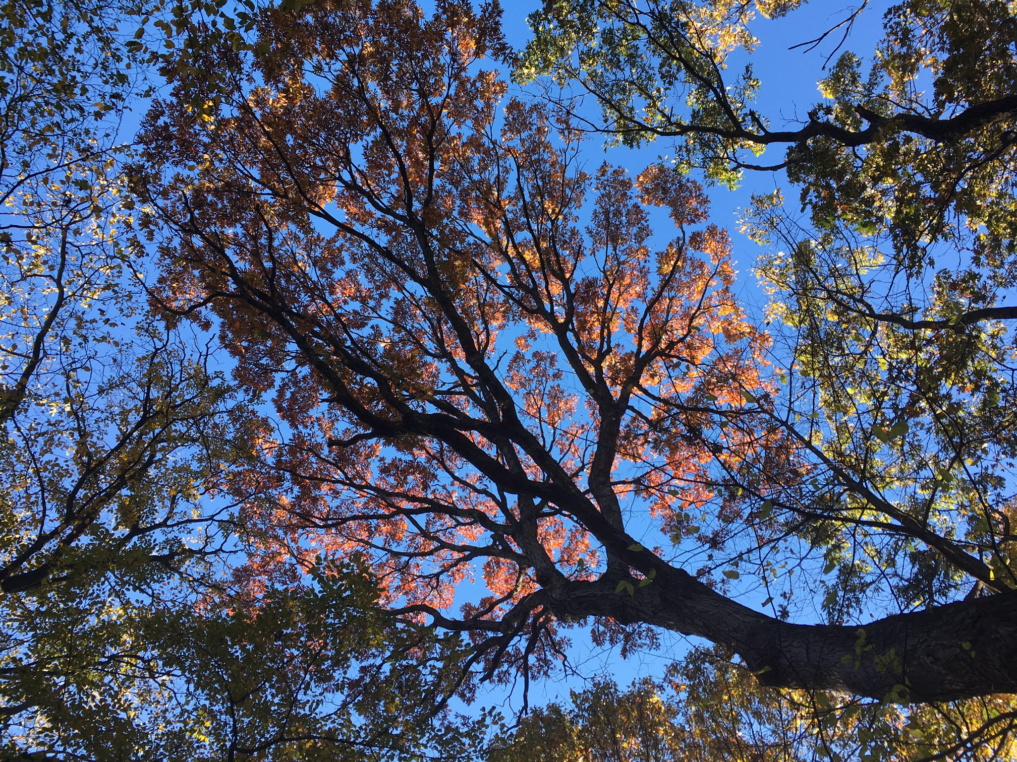 Slow Nature Fast City | A beginner's guide to noticing and exploring ...